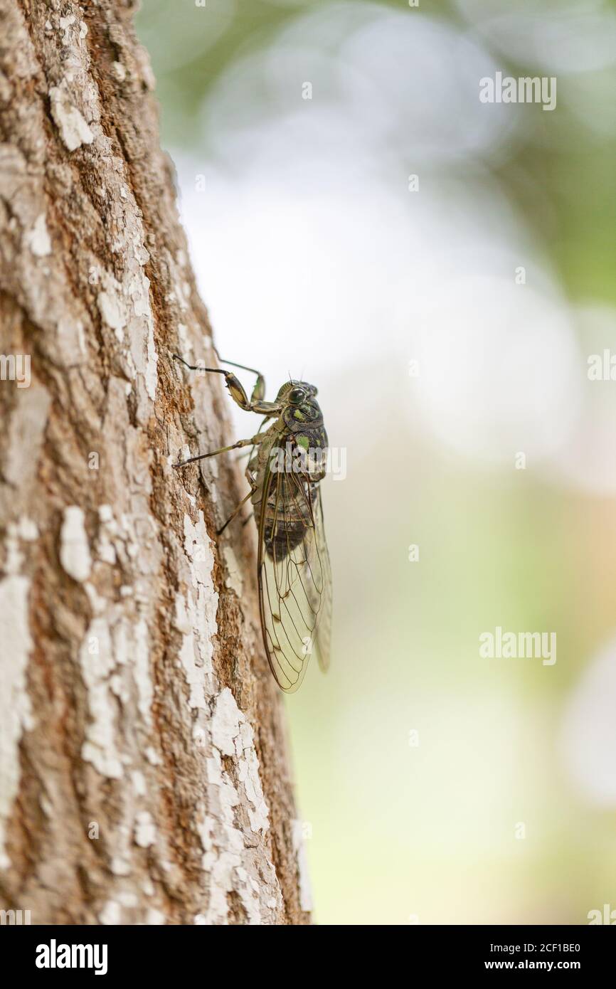 Cicada close up hi-res stock photography and images - Alamy