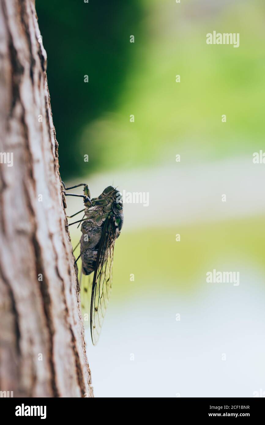 Macro close-up of an insect cicada outdoors on a tree Stock Photo - Alamy