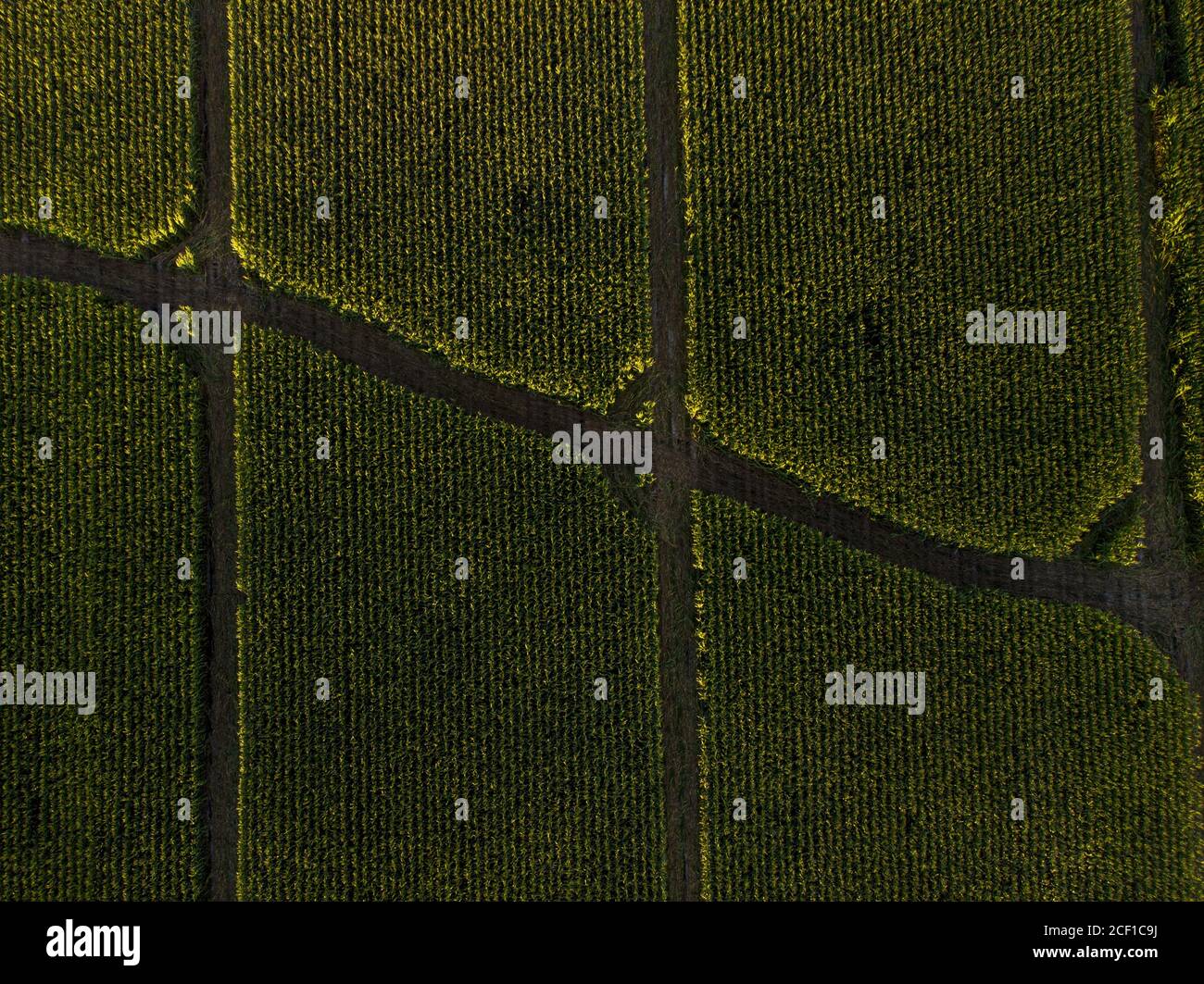 Flattened corn hi-res stock photography and images - Alamy