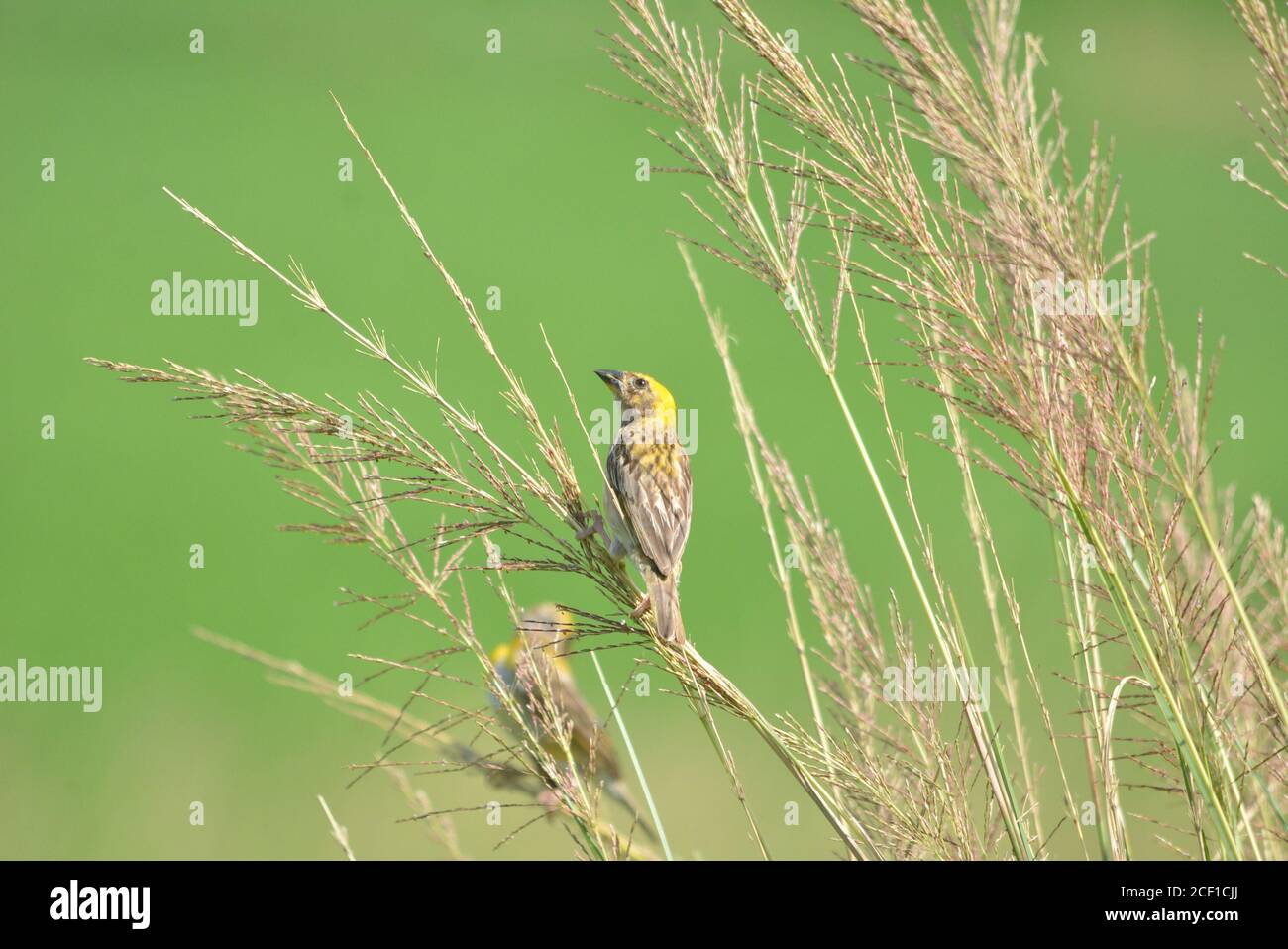 indian weaver bird Baya Stock Photo - Alamy