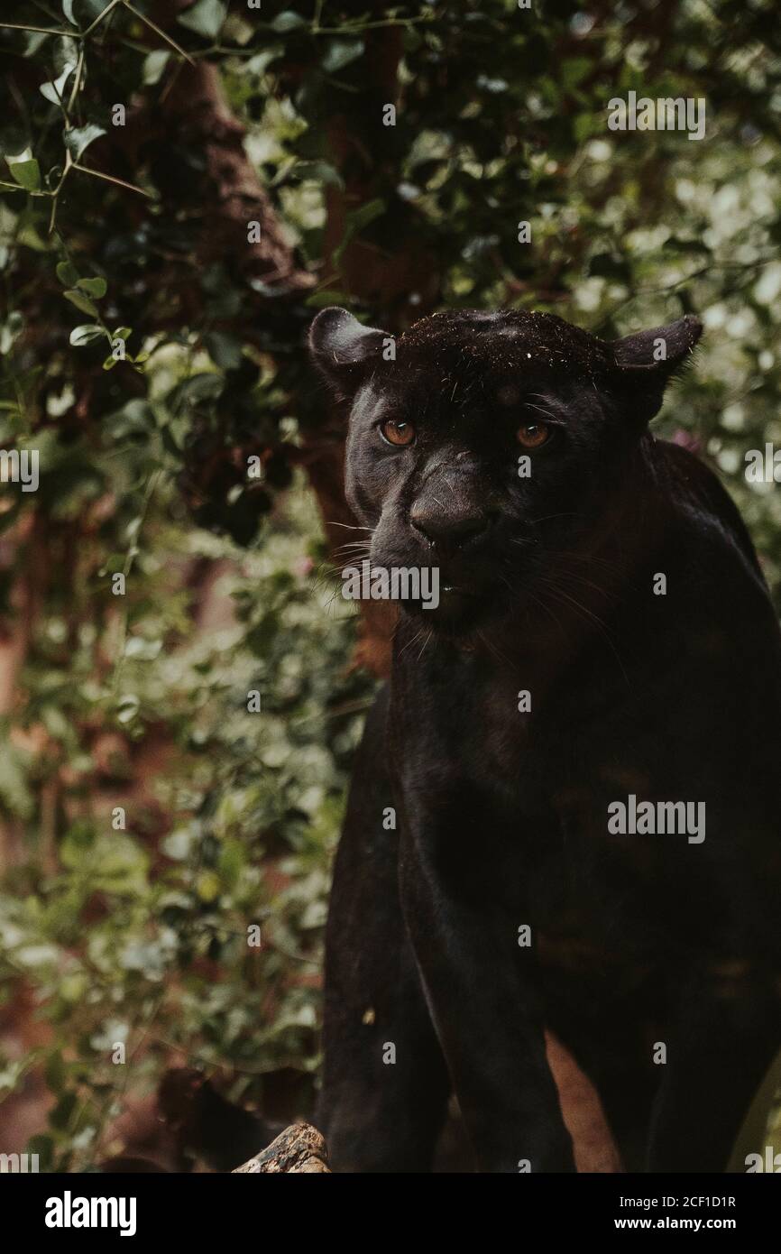 Leopard panther wildlife african hi-res stock photography and images ...