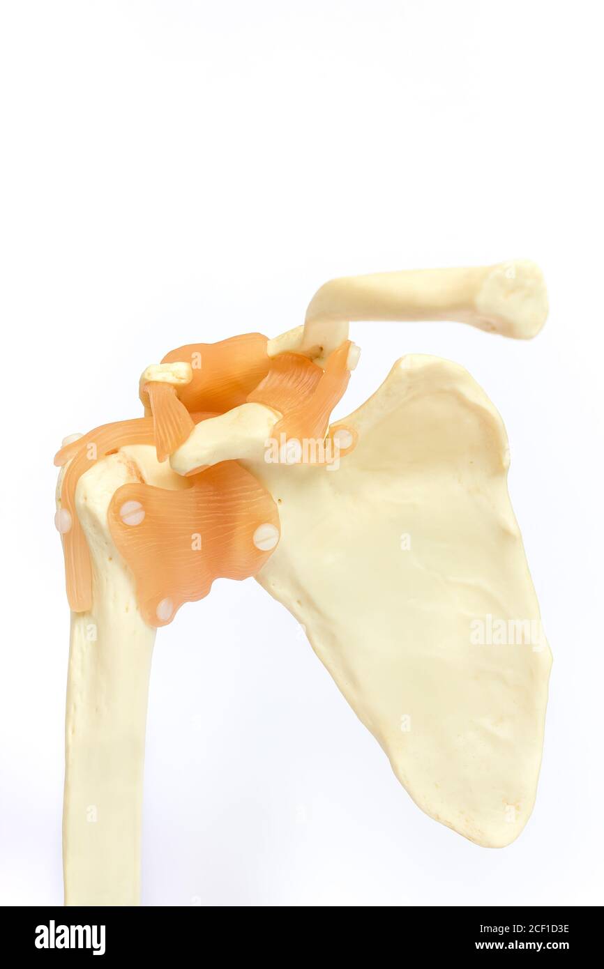 Human shoulder joint model isolated on white background Stock Photo - Alamy