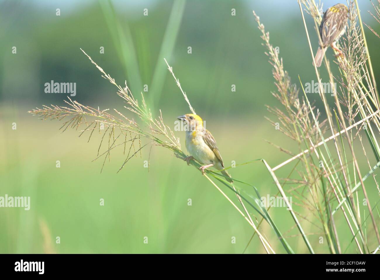 indian weaver bird Baya Stock Photo - Alamy
