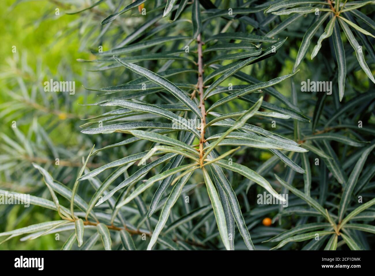 Long thin green leaves closeup on branch Stock Photo - Alamy
