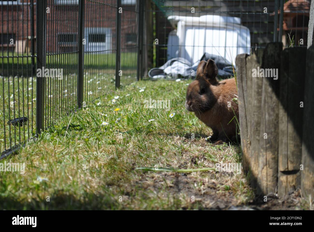 Rabbit oryctolagus cuniculus hiding hi-res stock photography and images ...