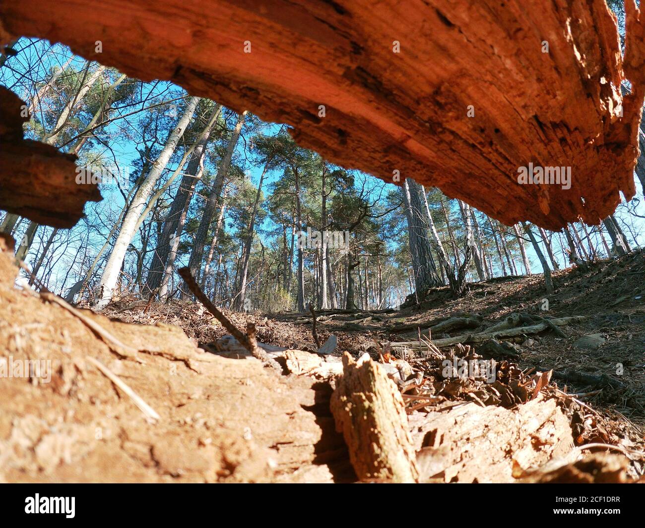 Decaying log hi-res stock photography and images - Alamy
