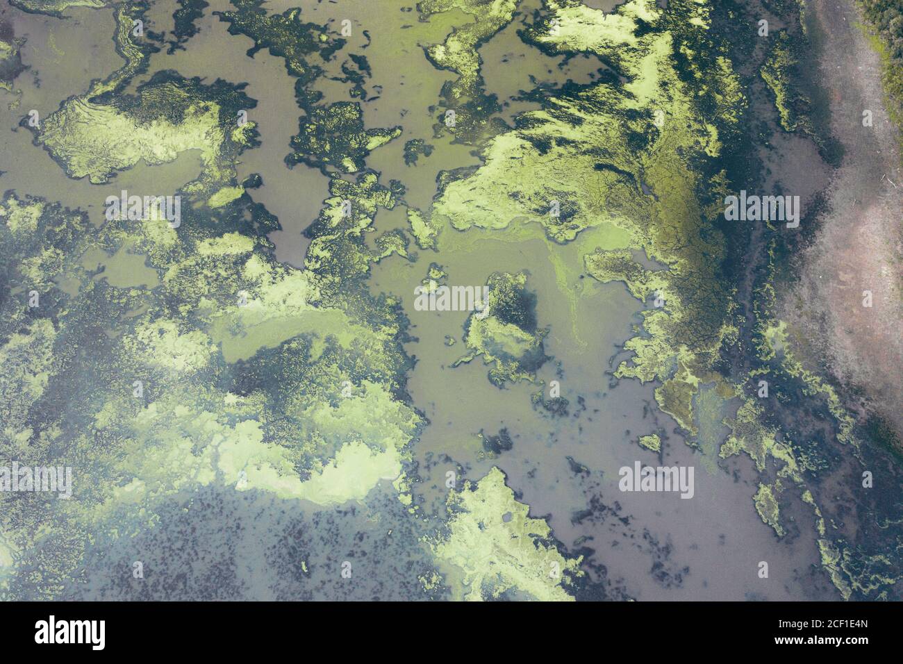Aerial shot of algal bloom on a lake Stock Photo - Alamy
