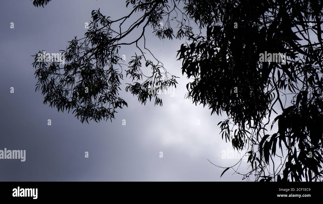 Tree branches leaves natural hi-res stock photography and images - Alamy