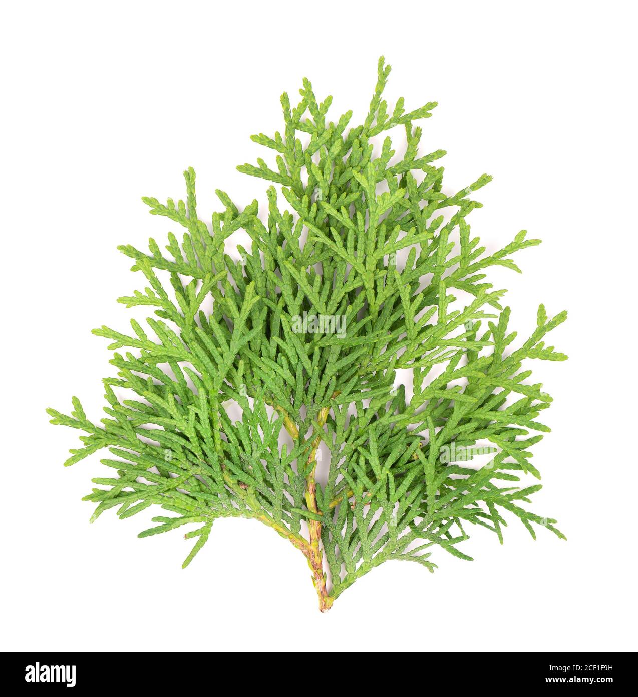 Arborvitae branch, isolated on white background. Green thuja sprig ...