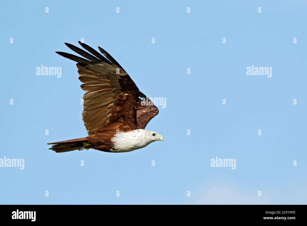 Brahminy Kite - Haliastur Indus, beautiful bird of prey from Asian and ...