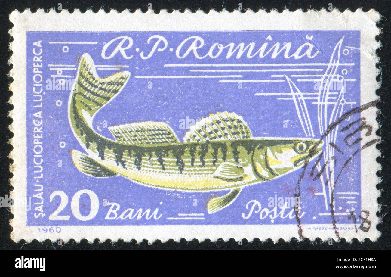 ROMANIA - CIRCA 1960: stamp printed by Romania, show fish, Pikeperch ...