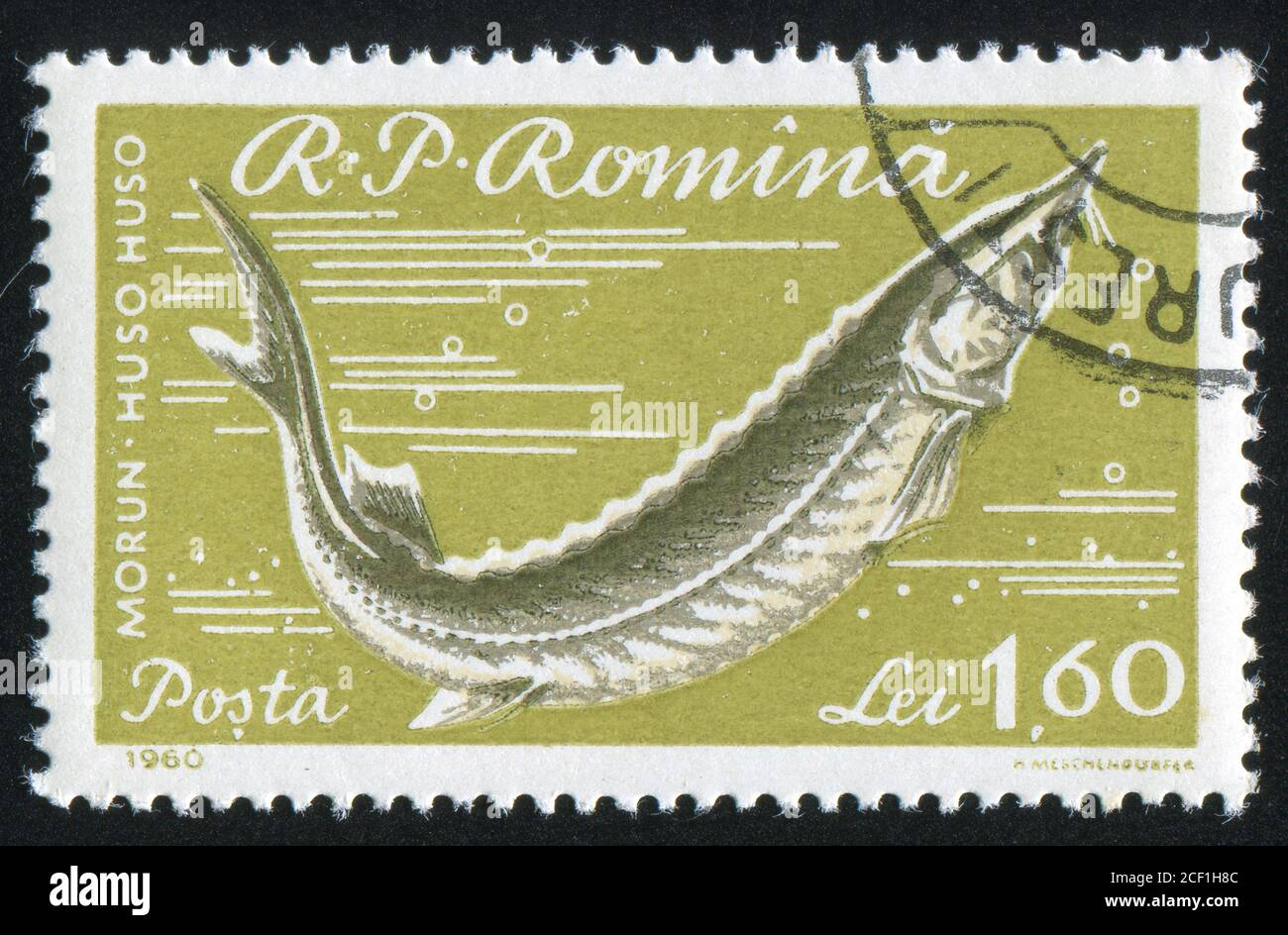 ROMANIA - CIRCA 1960: stamp printed by Romania, show fish, Huchen ...