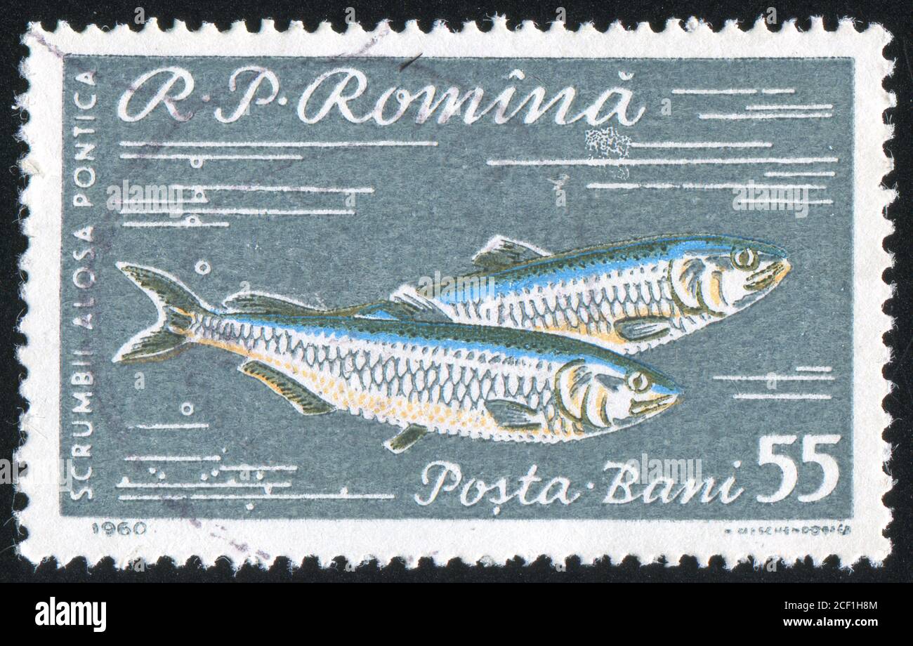 ROMANIA - CIRCA 1960: stamp printed by Romania, show fish, Allis shad ...