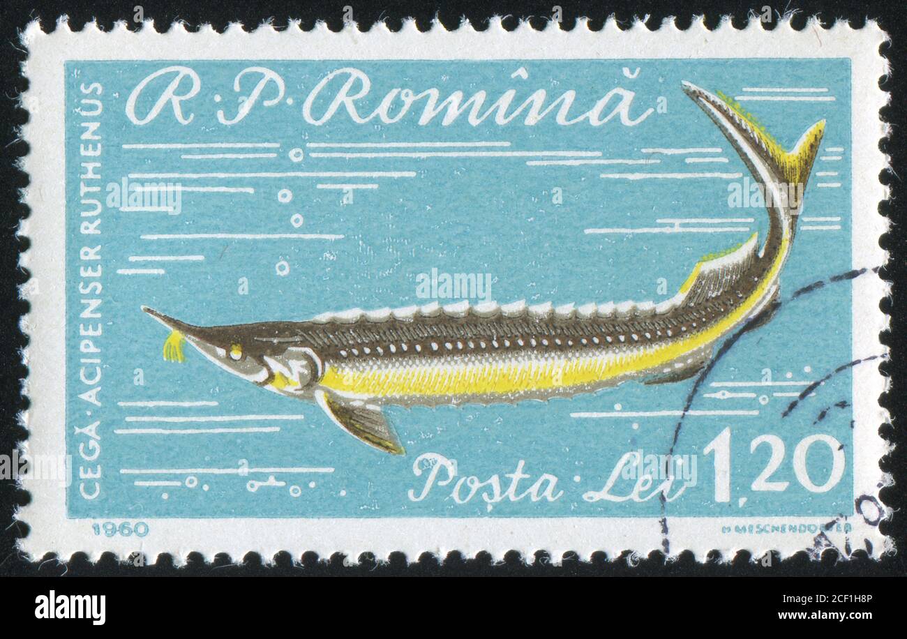 ROMANIA - CIRCA 1960: stamp printed by Romania, show fish, Sterlet ...