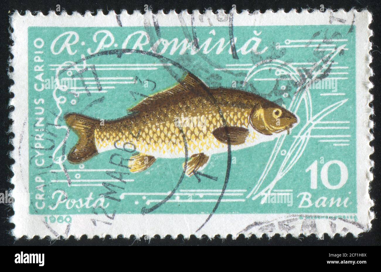 ROMANIA - CIRCA 1960: stamp printed by Romania, show fish, Carp, circa ...