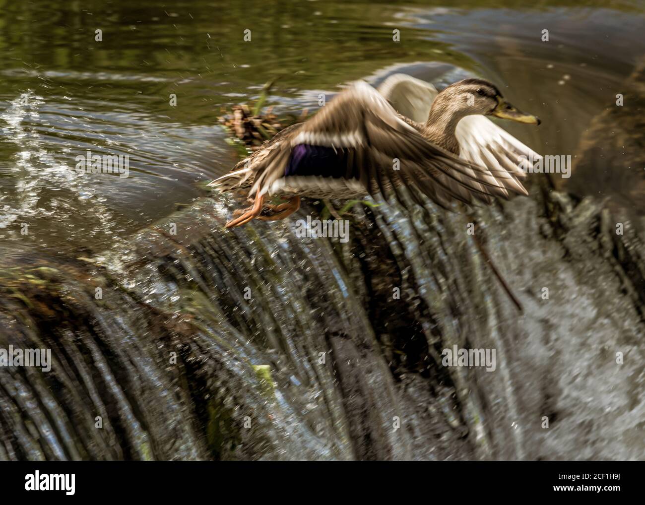 Kingfisher duck hi-res stock photography and images - Alamy
