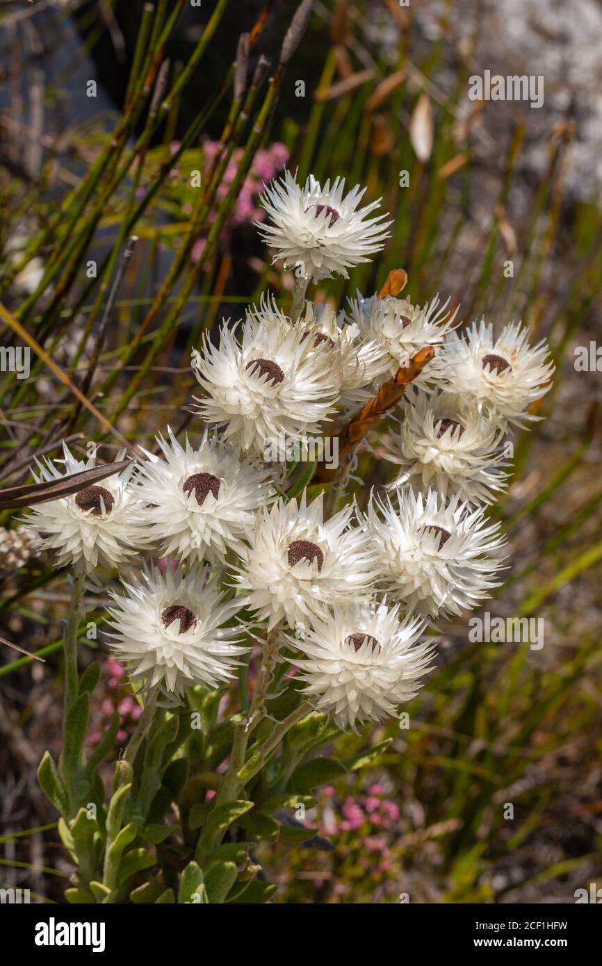 Syncarpha vestita in the mountains of Hermanus, Western Cape, South ...