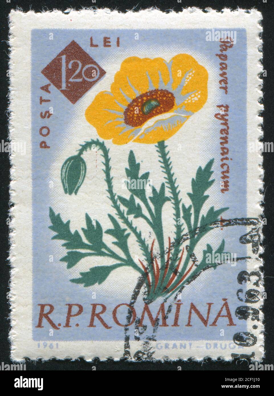 ROMANIA - CIRCA 1961: stamp printed by Romania, show flower Poppy ...