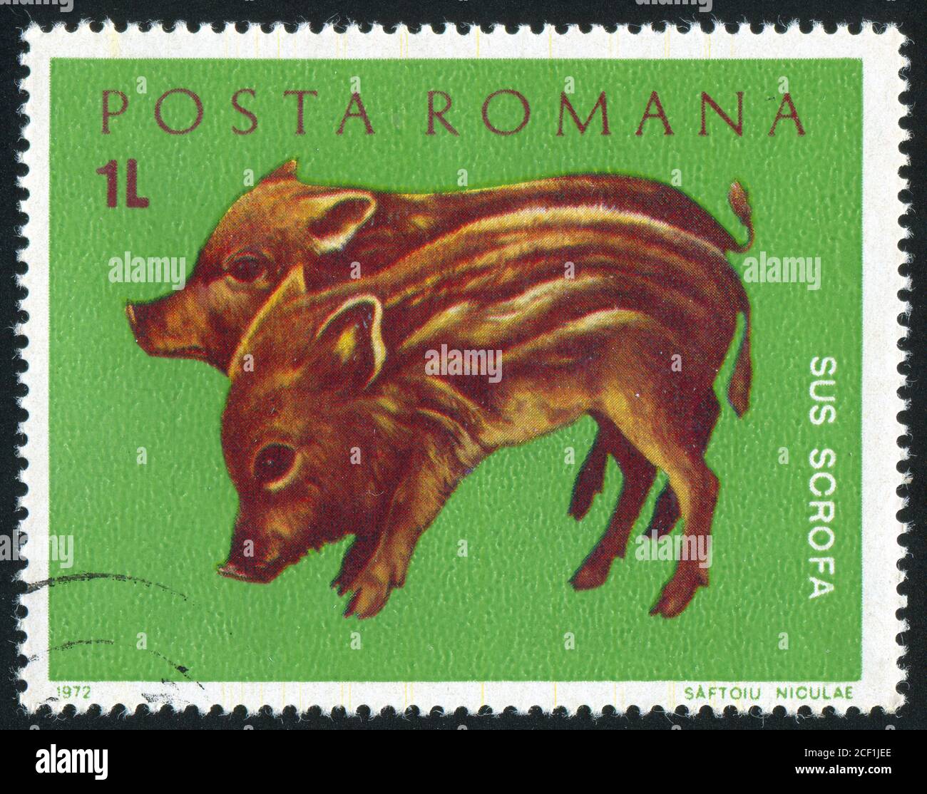 ROMANIA - CIRCA 1972: stamp printed by Romania, shows wild pigs, circa ...