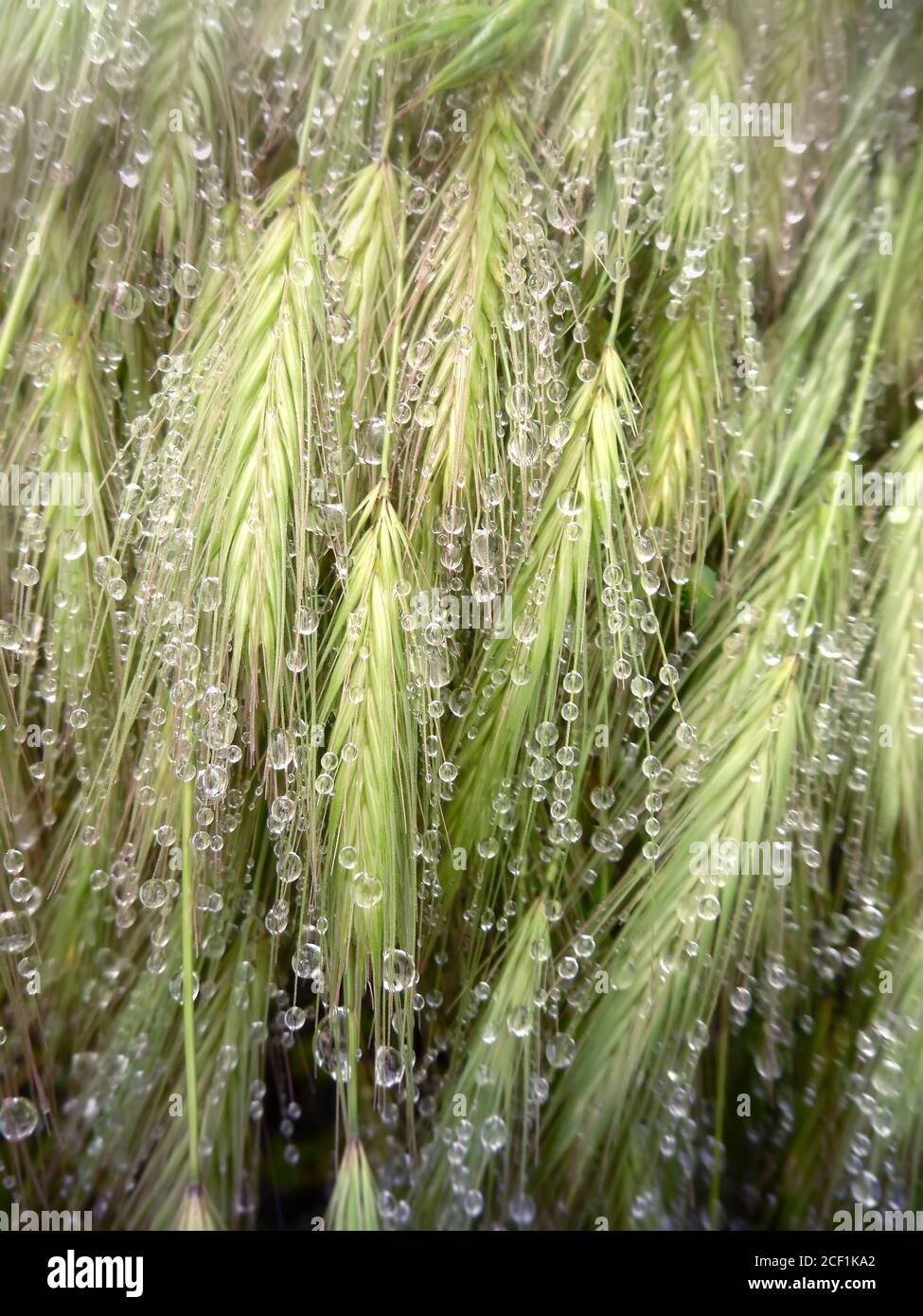 Raindrop textures hi-res stock photography and images - Alamy