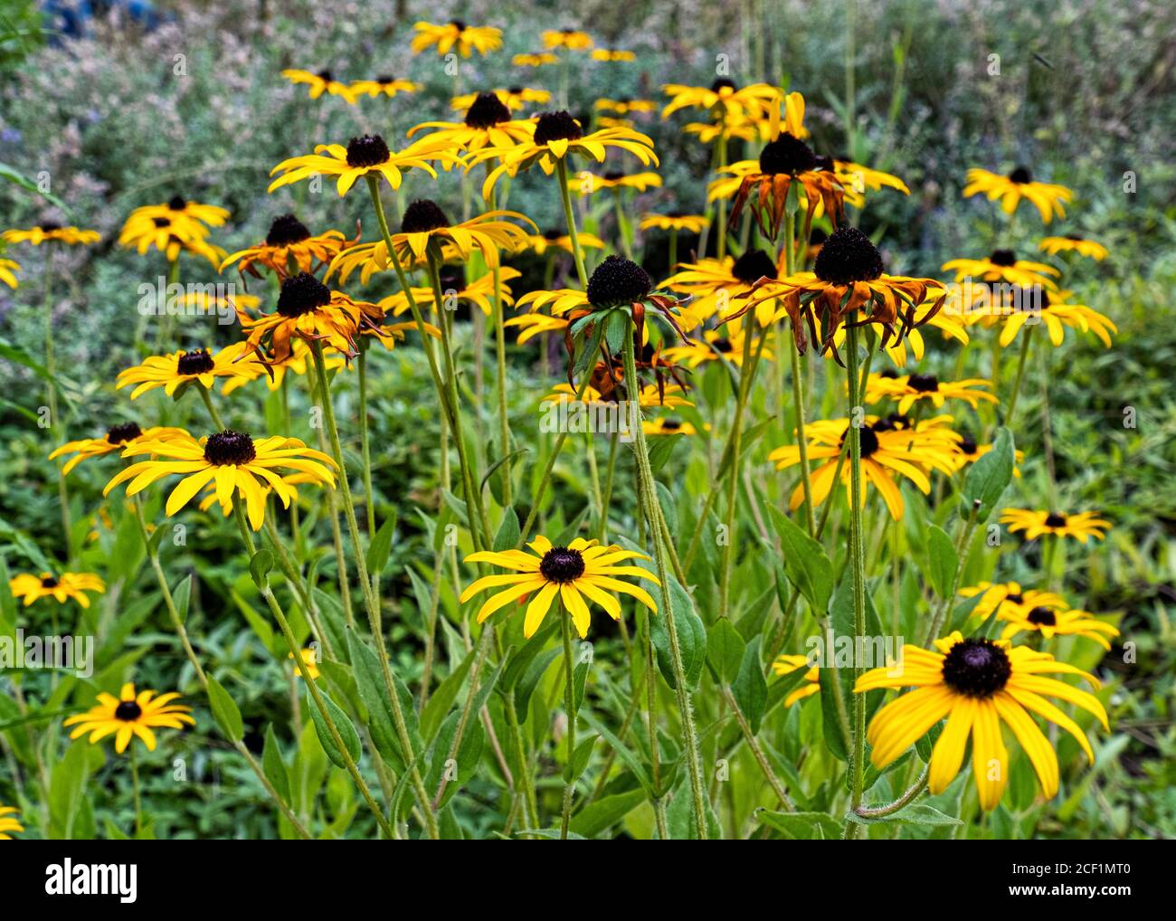 Rudbeckia fulgida, Perennial flowering plant with yellow daisy-like ...