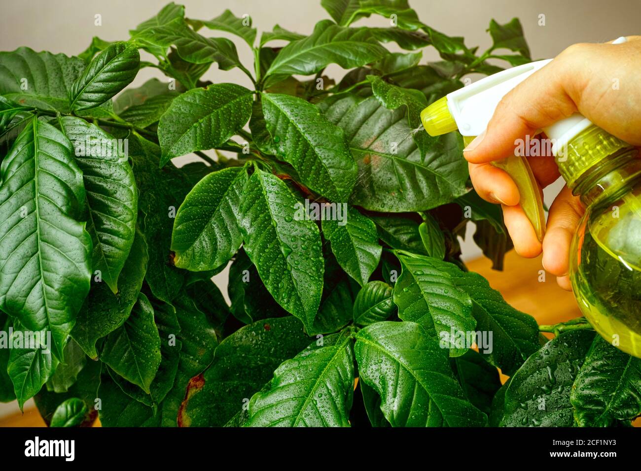 Spraying houseplant hi-res stock photography and images - Alamy