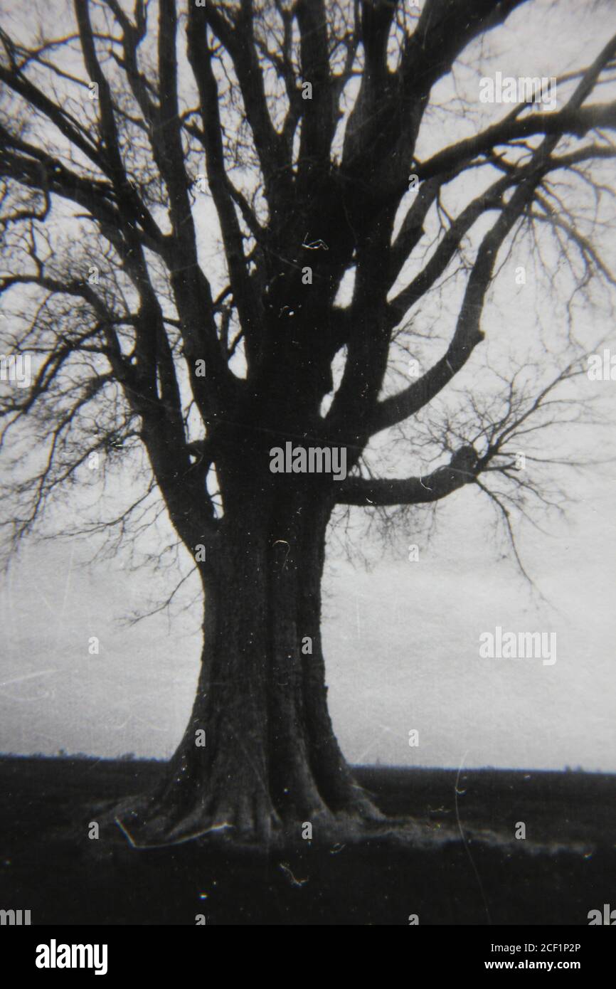 Fine 1970s vintage black and white photography of a single tree ...