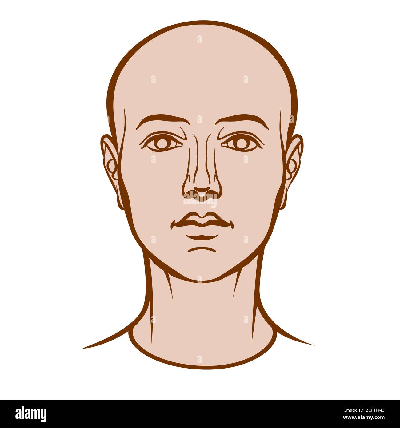 Hand drawn model of androgynous human head in face. Colored outline ...