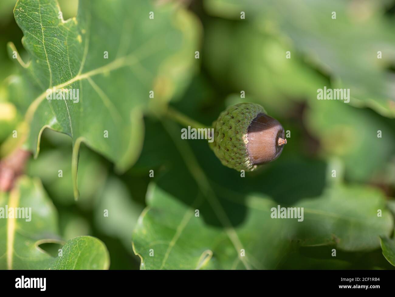 oak tree with acorns. The season for the acorn is now in September ...