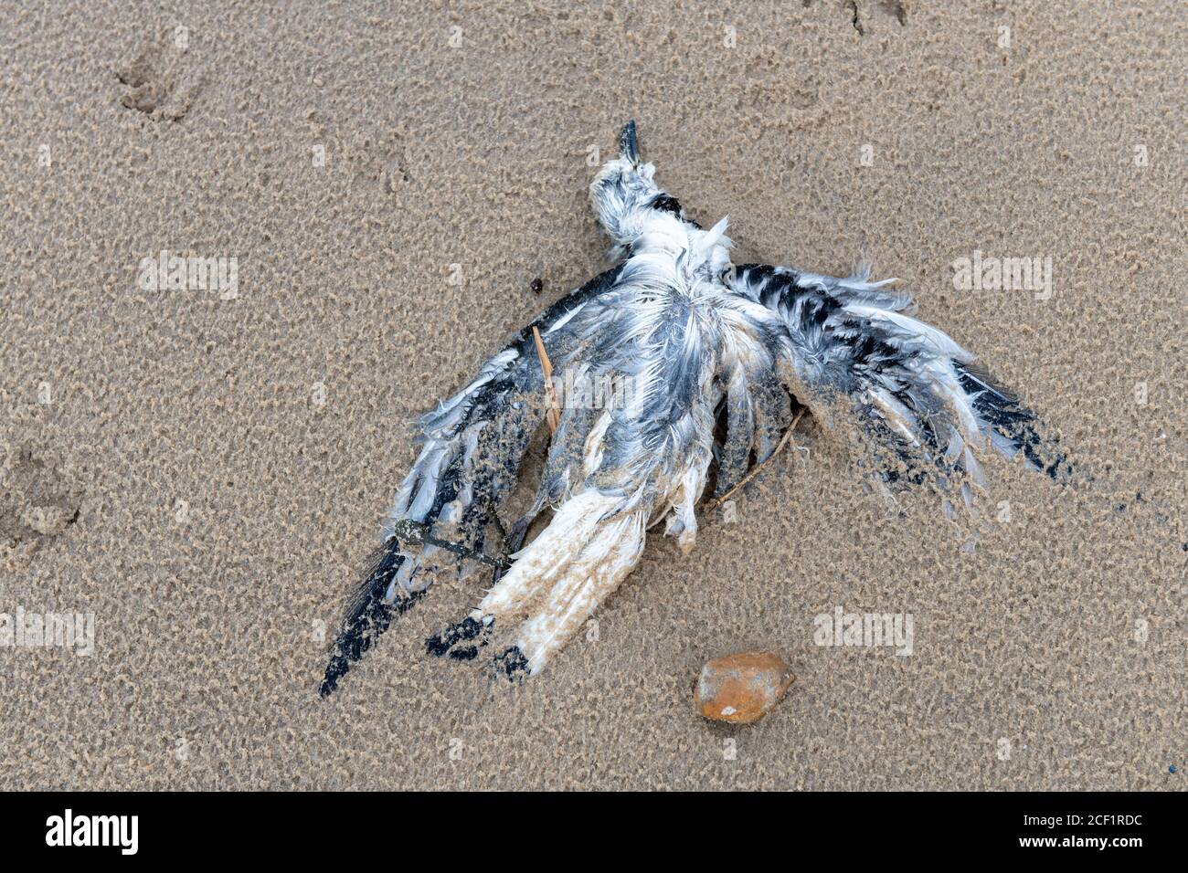 Dead seagull beach sand hi-res stock photography and images - Alamy