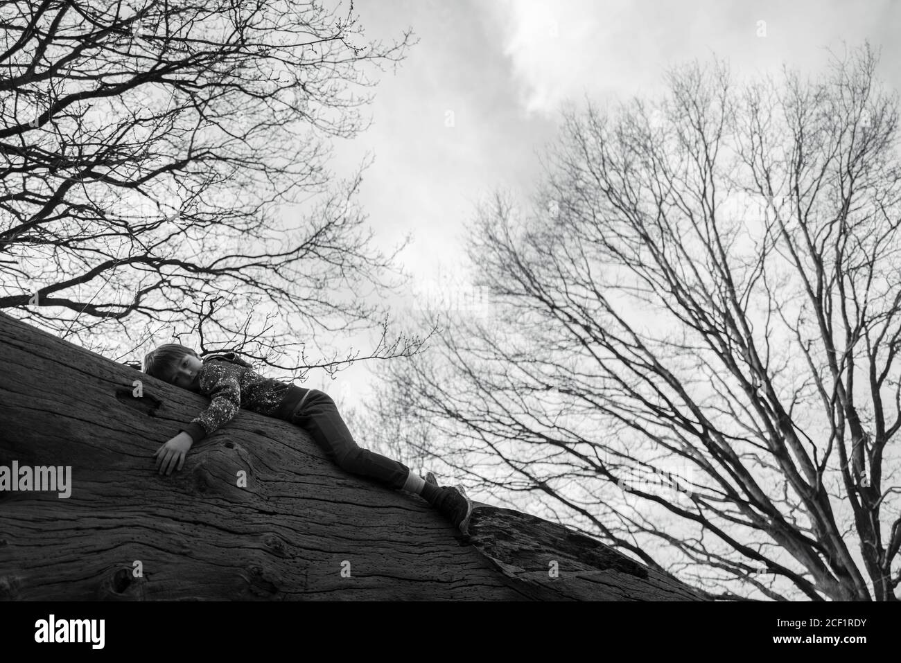 Fallen log hi-res stock photography and images - Alamy