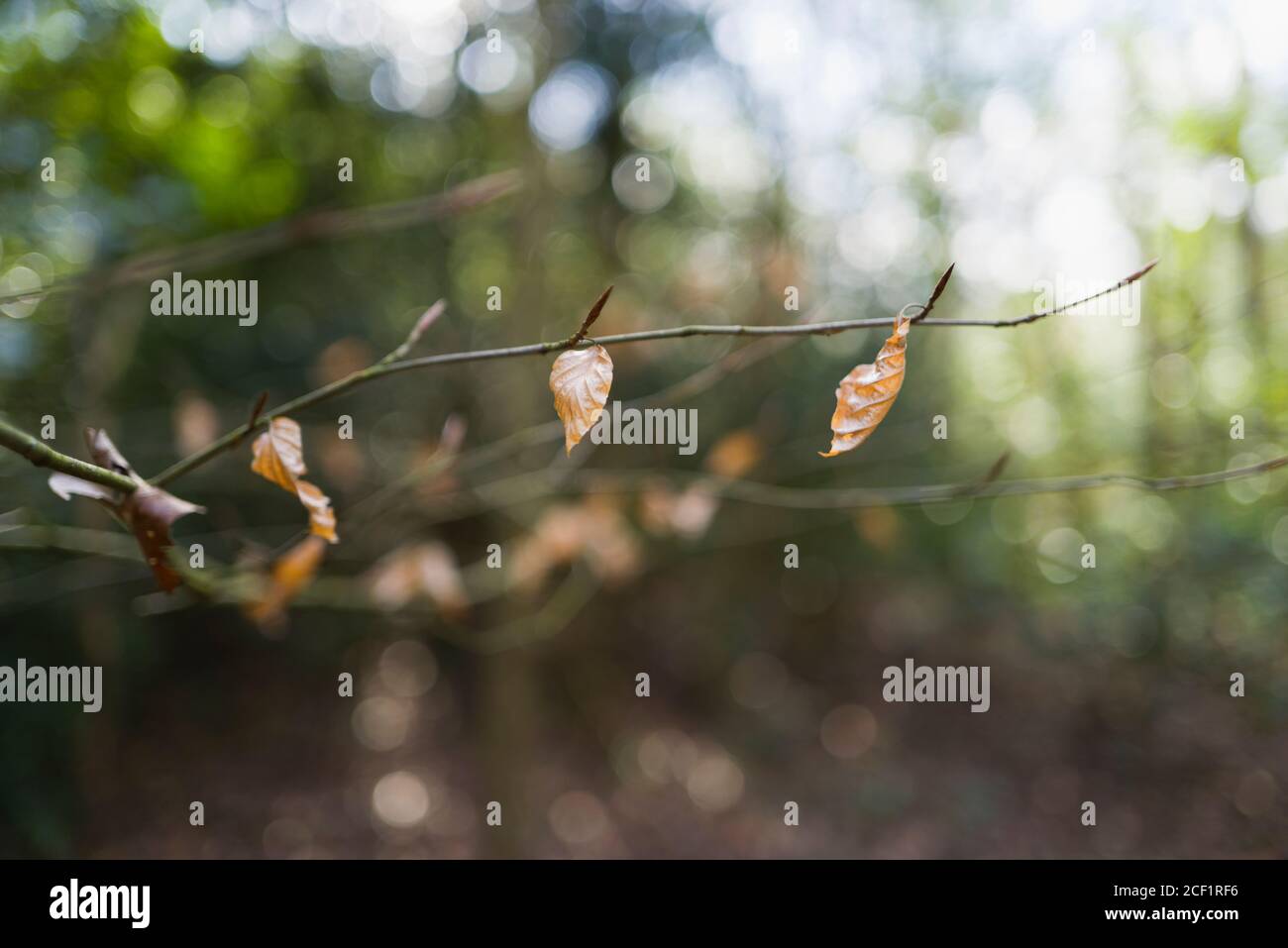 Dried tree branch hi-res stock photography and images - Alamy