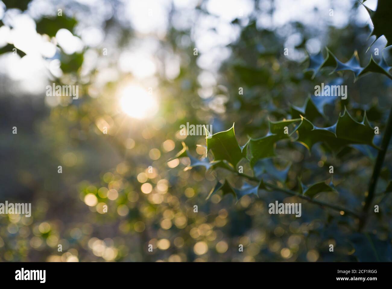 Sunshine over tranquil holly tree branches Stock Photo - Alamy