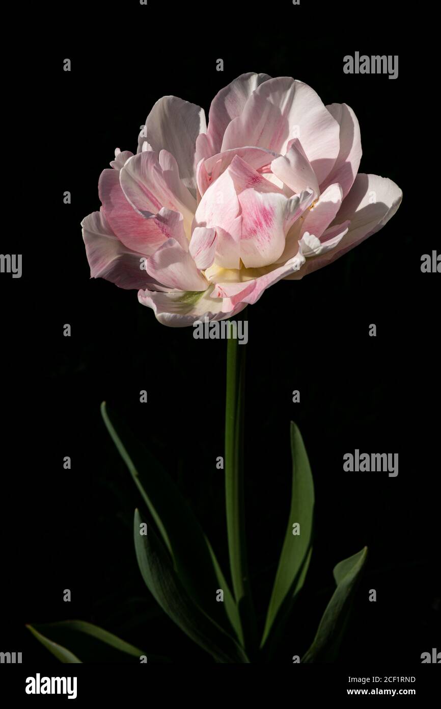 Photograph of single tulip flower taken against a black background ...