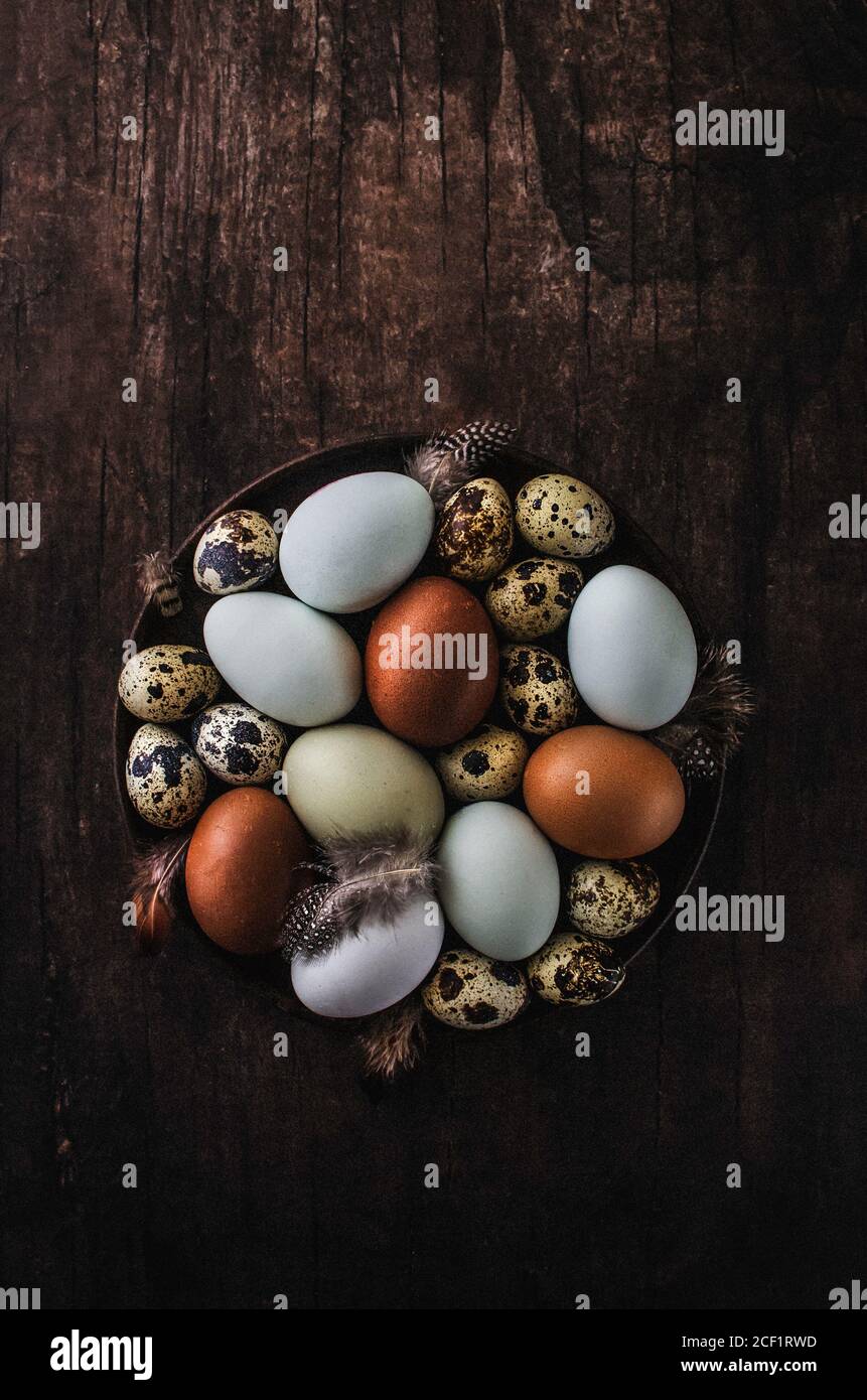 Speckled feathers hi-res stock photography and images - Alamy