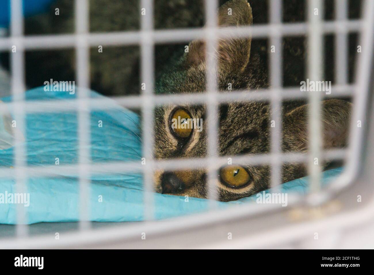 Kiten hi-res stock photography and images - Alamy