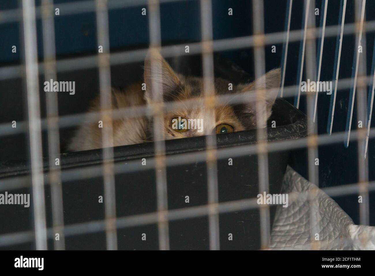 Kiten hi-res stock photography and images - Alamy