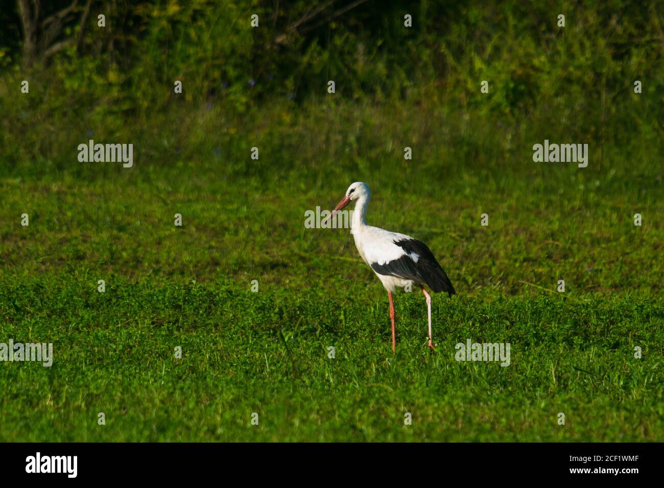 stork in the field on a summer morning looking for food Stock Photo - Alamy