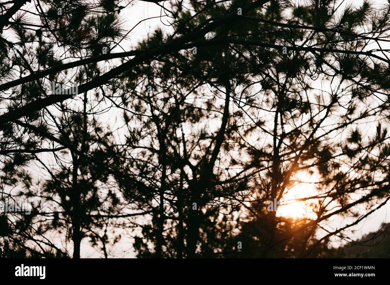Sunset through Trees (Film Stock Photo - Alamy