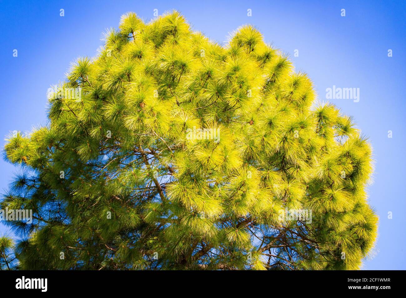 Old photos of himachal hi-res stock photography and images - Alamy