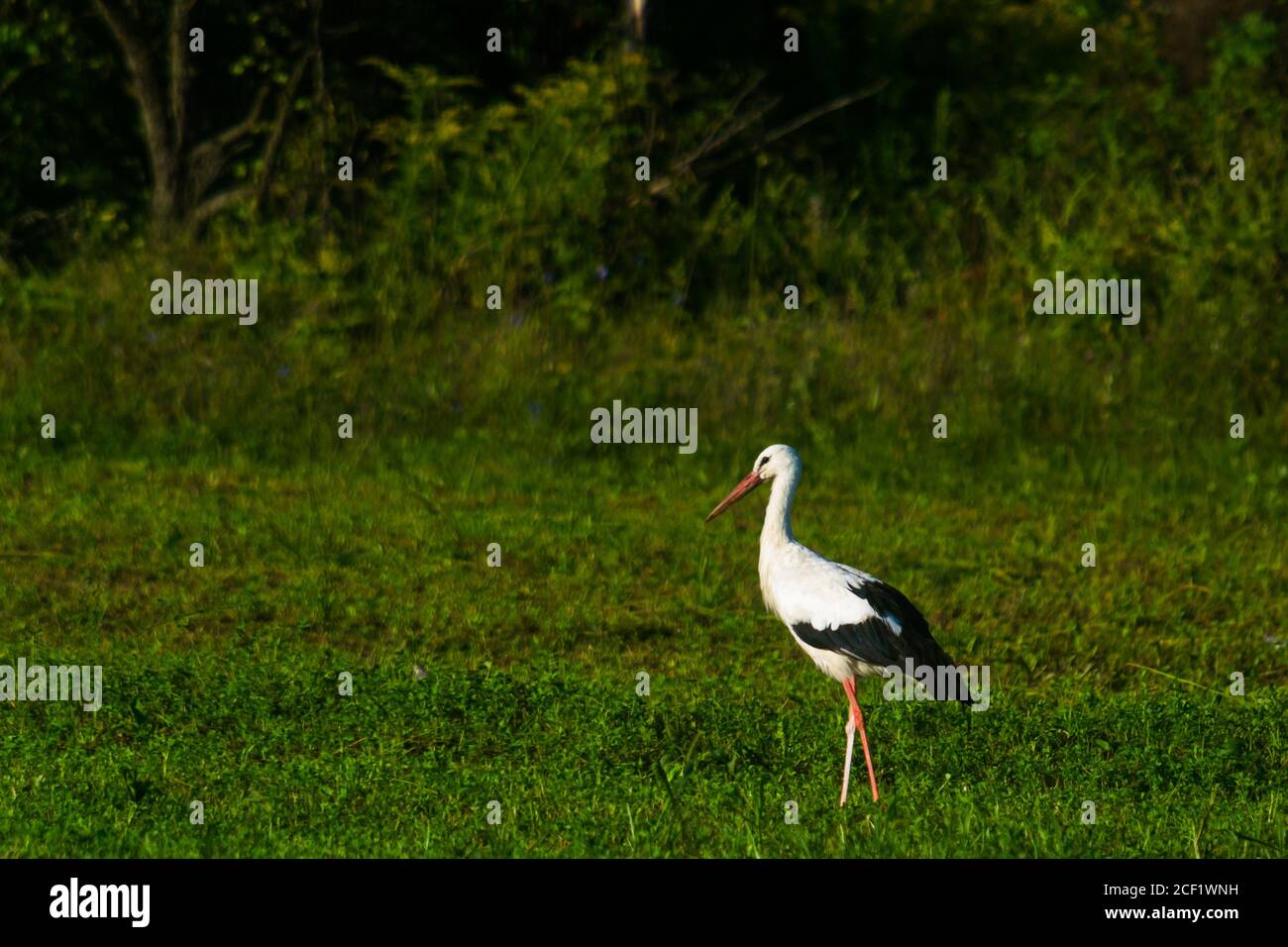 stork in the field on a summer morning looking for food Stock Photo - Alamy
