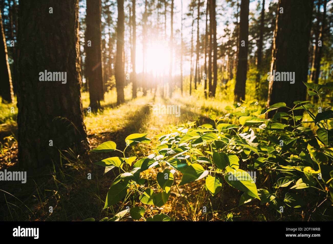 Rising bush hi-res stock photography and images - Alamy