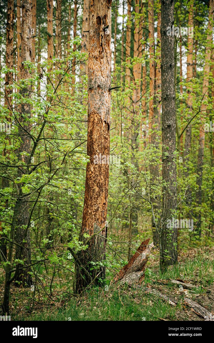 Deciduous Forest Insect