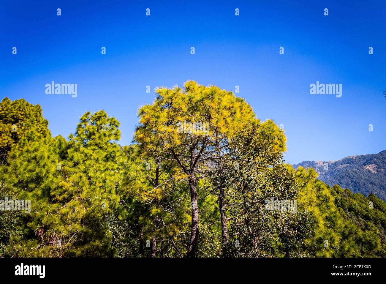 Bir Village from a high trekking point in Himachal Pradesh, India. Bir ...