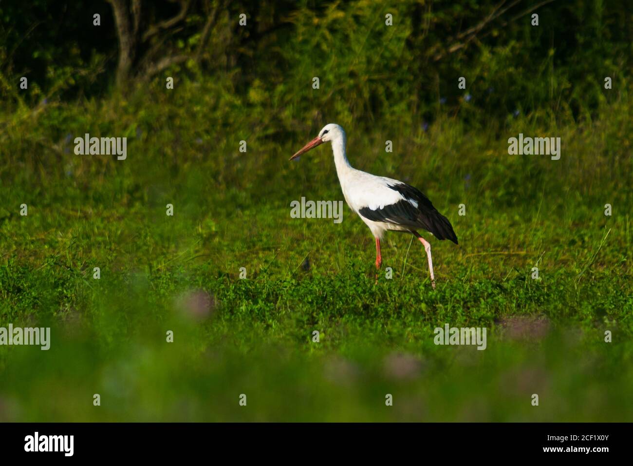 stork in the field on a summer morning looking for food Stock Photo - Alamy
