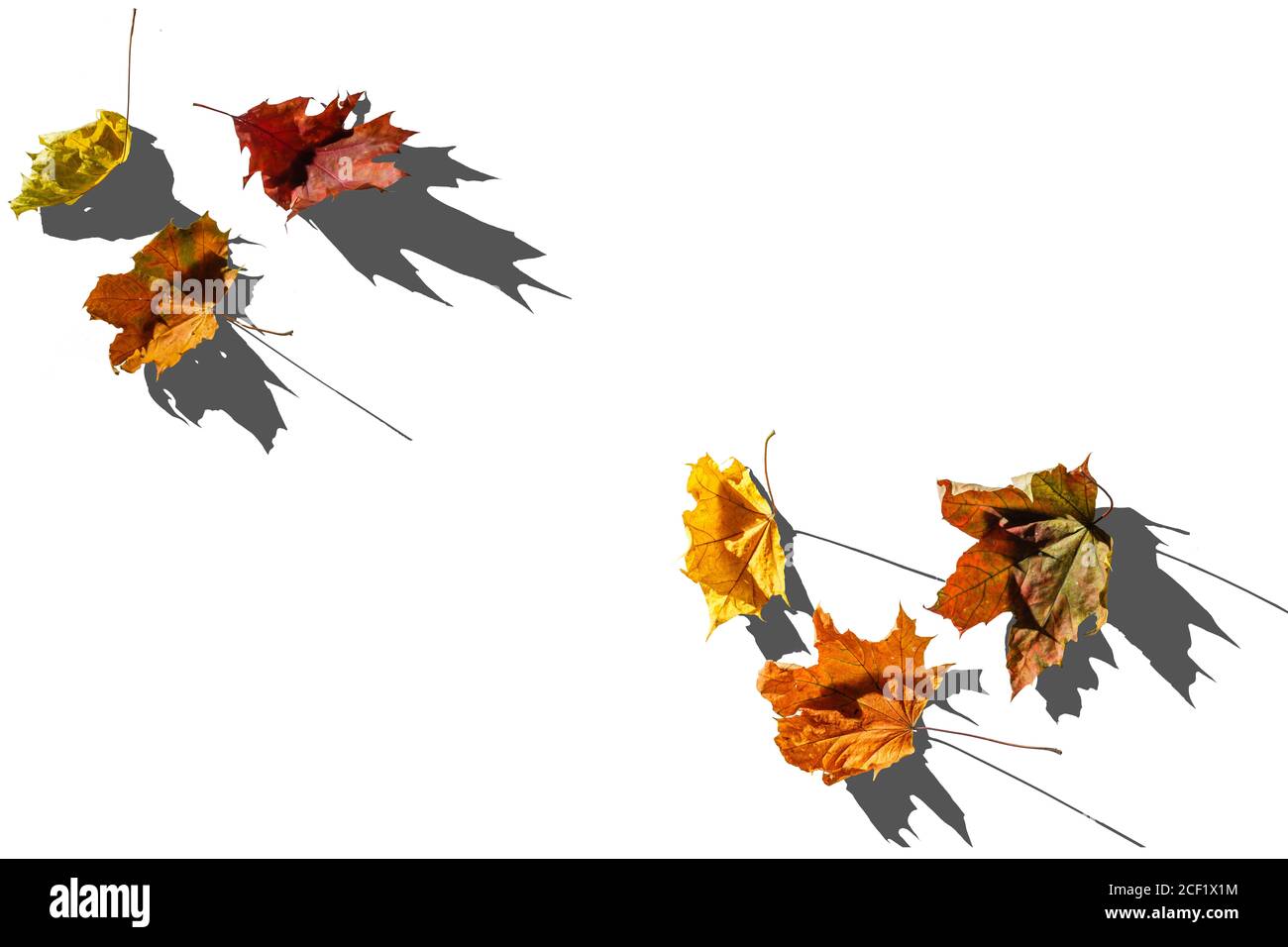 Red detailed maple tree Cut Out Stock Images & Pictures - Alamy