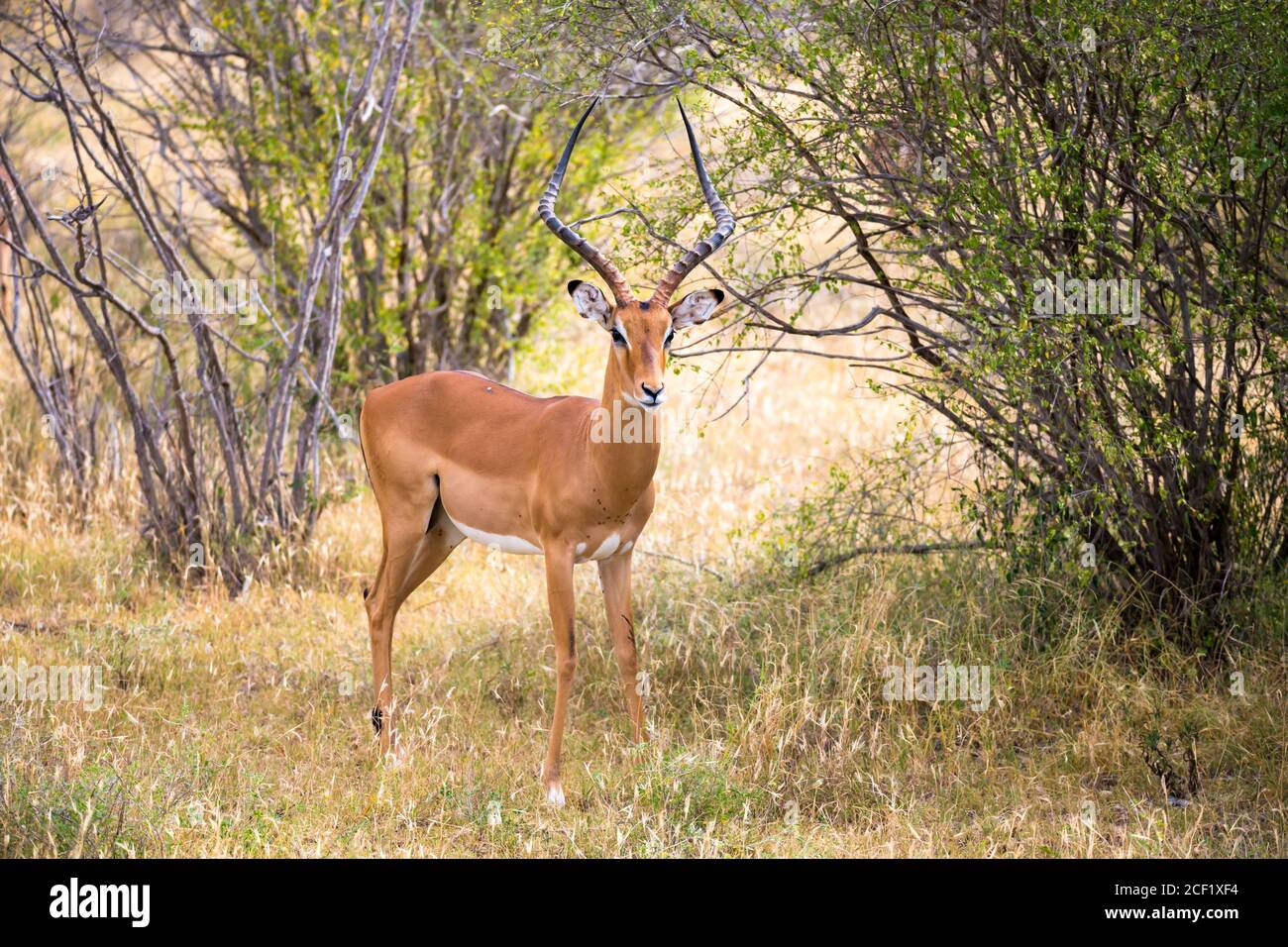 Antelope in the grassland of the savannah in Kenya Stock Photo - Alamy