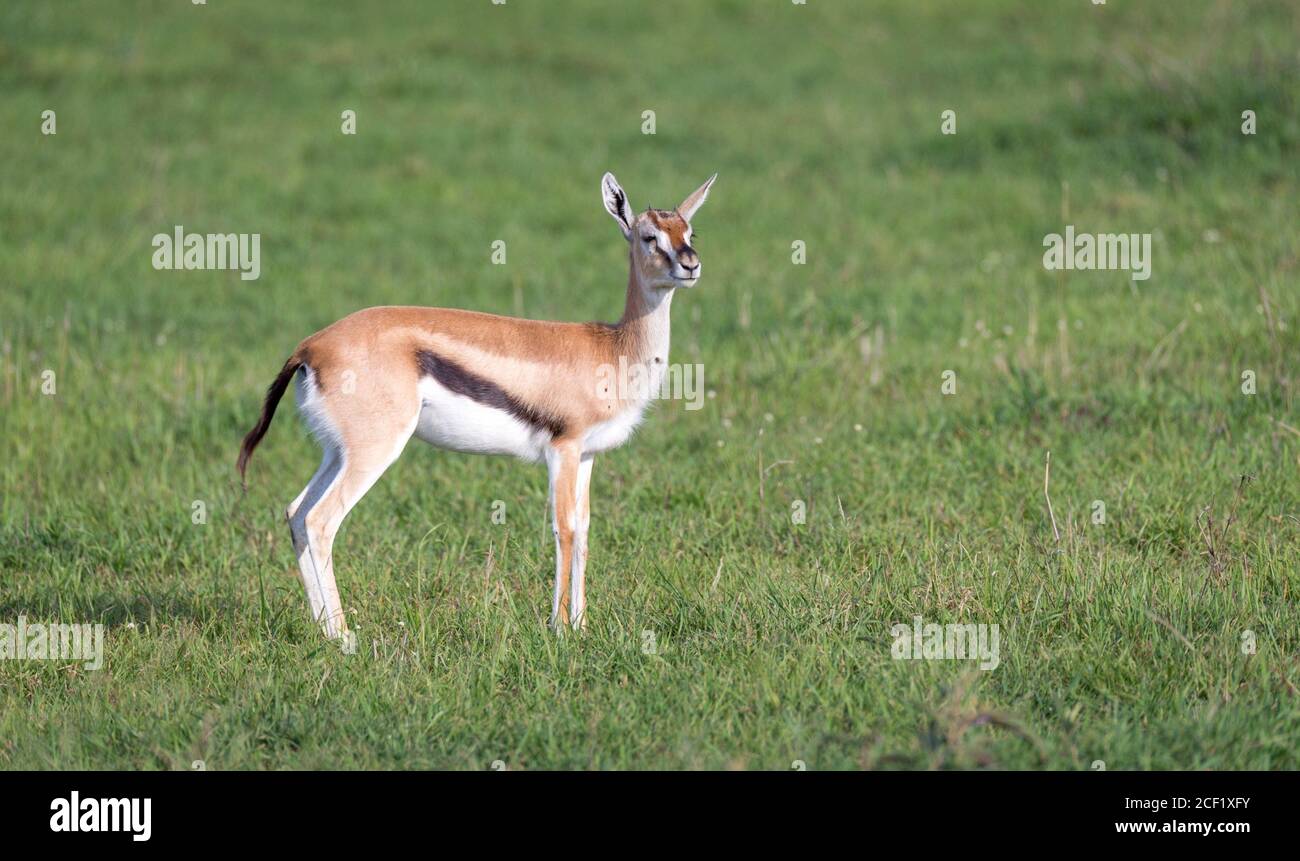 Gazelle thompson hi-res stock photography and images - Alamy