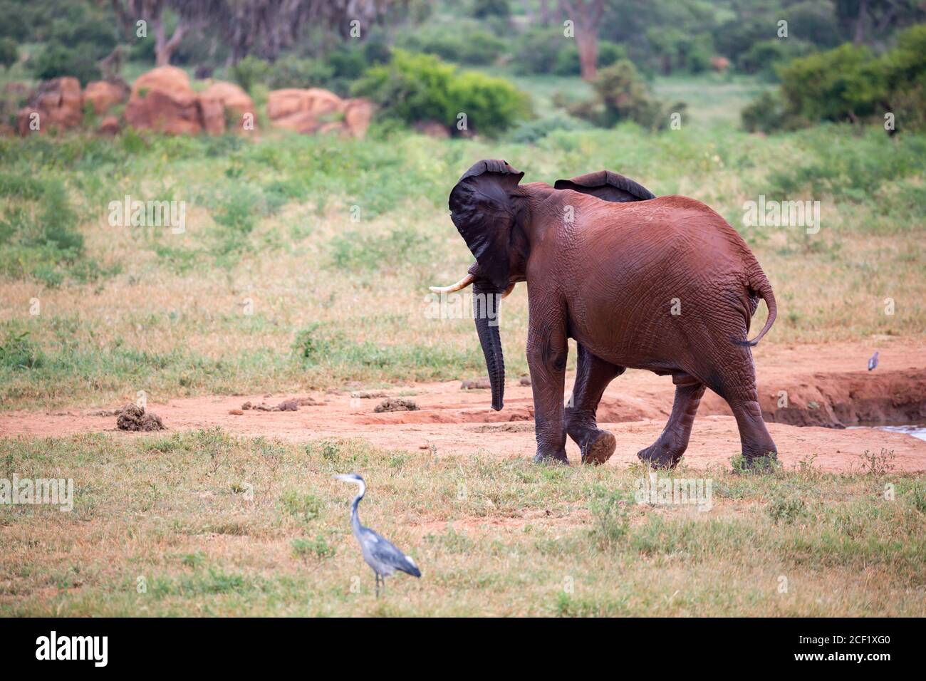 African elephant young one hi-res stock photography and images - Alamy