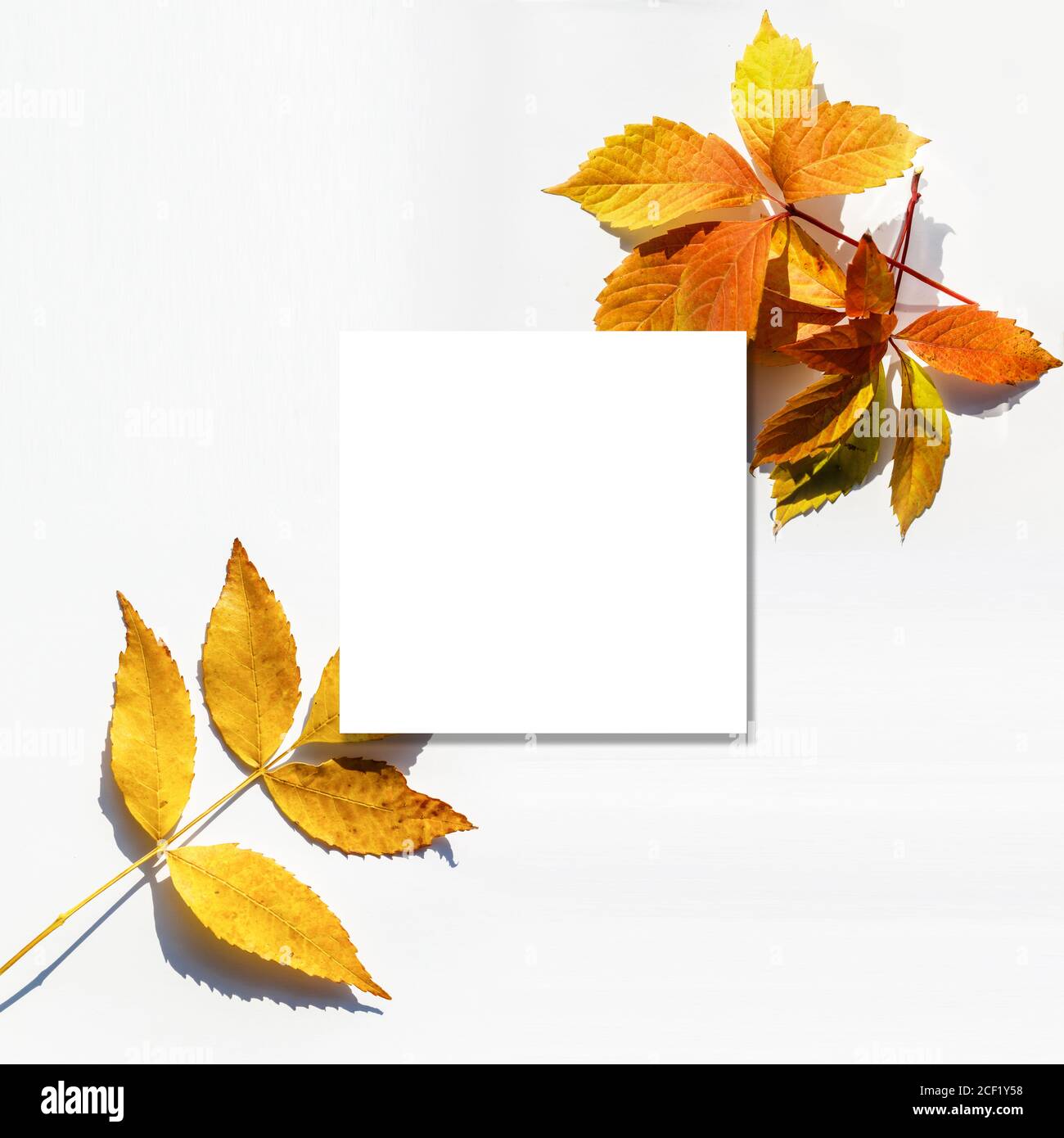 Fall Maple Leaves Border with White Background Stock Photo - Alamy